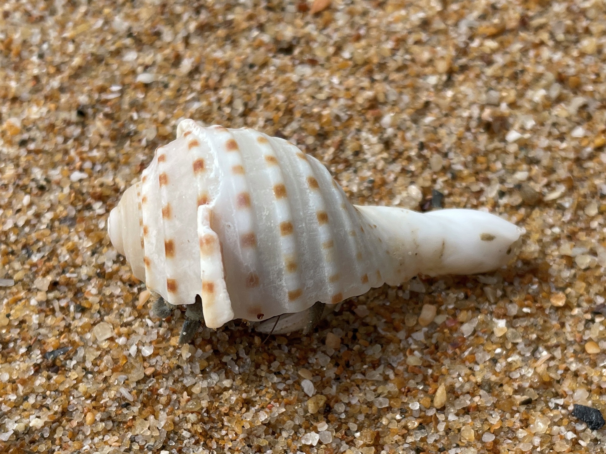 Tonna dolium (Linnaeus, 1758)