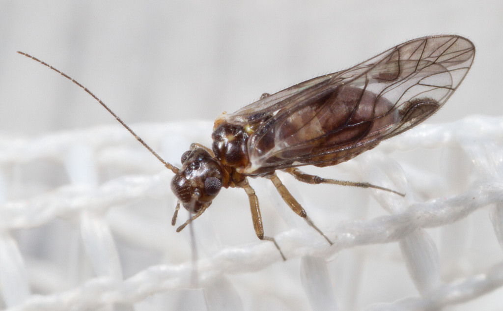 Psocomorpha from Logy Bay, Logy Bay-Middle Cove-Outer Cove, NL, Canada ...
