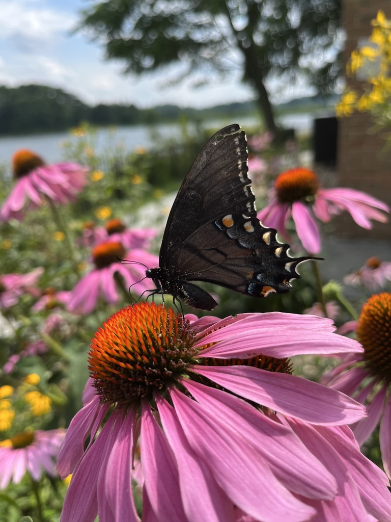 Eastern Tiger Swallowtail from Wingfoot Lake State Park, Mogadore, OH ...