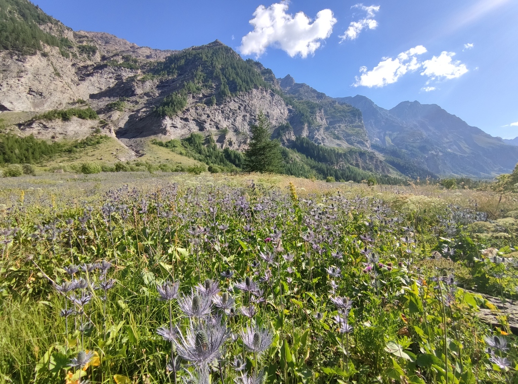 Queen-of-the-Alps (Eryngium alpinum) - Botanical Realm