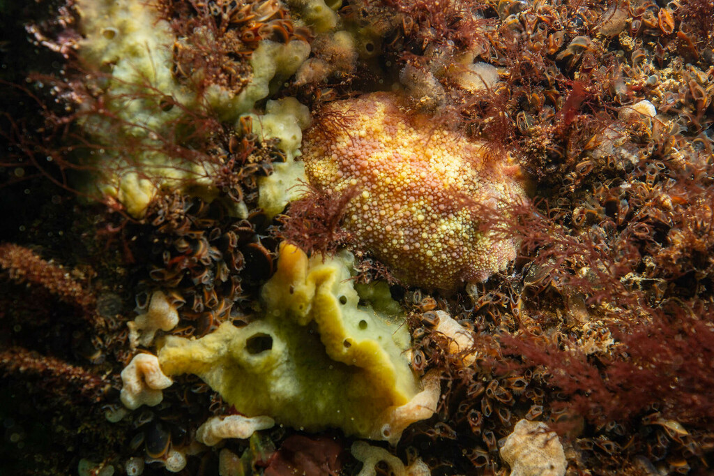 Sea Lemon from Plymouth County, MA, USA on July 3, 2022 at 03:08 PM by ...