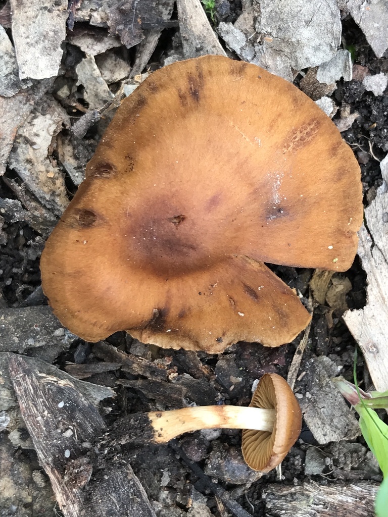 Webcaps from Waite Conservation Reserve, Brown Hill Creek, SA, AU on ...