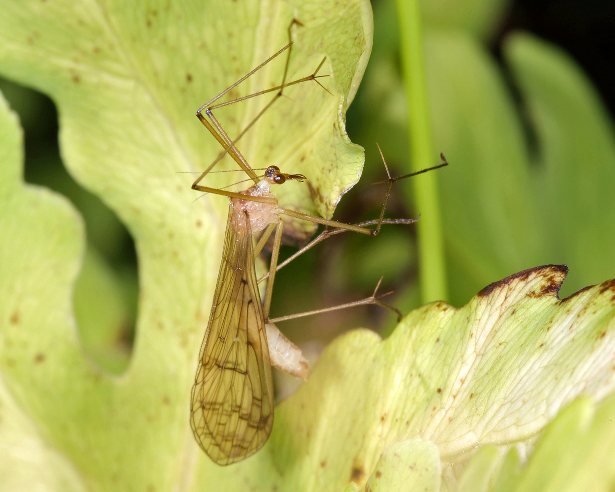 Bittacus strigosus Hagen, 1861