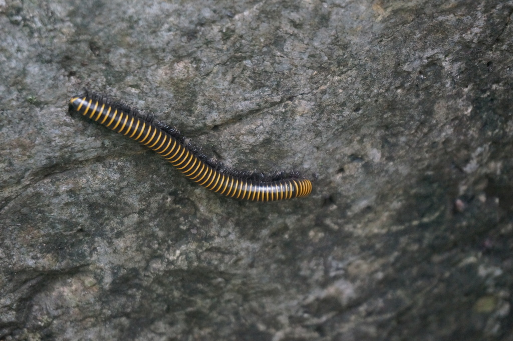 Spirobolus bungii from 中国北京市门头沟区 on July 31, 2022 at 01:49 PM by 红梅 ...