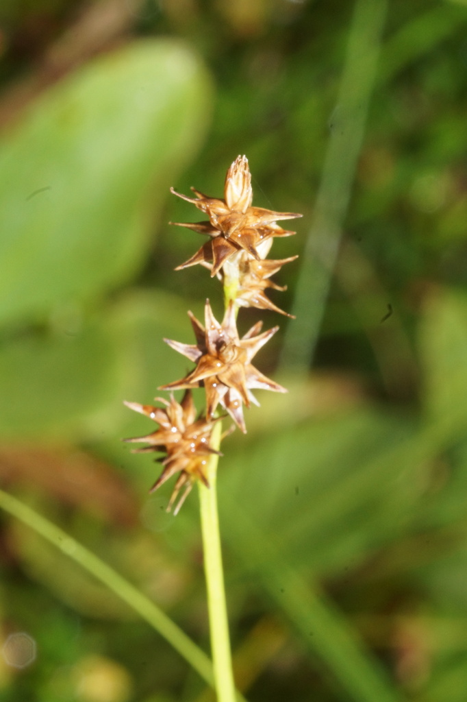 star sedge from Московский район, Минск, Беларусь on July 31, 2022 at ...