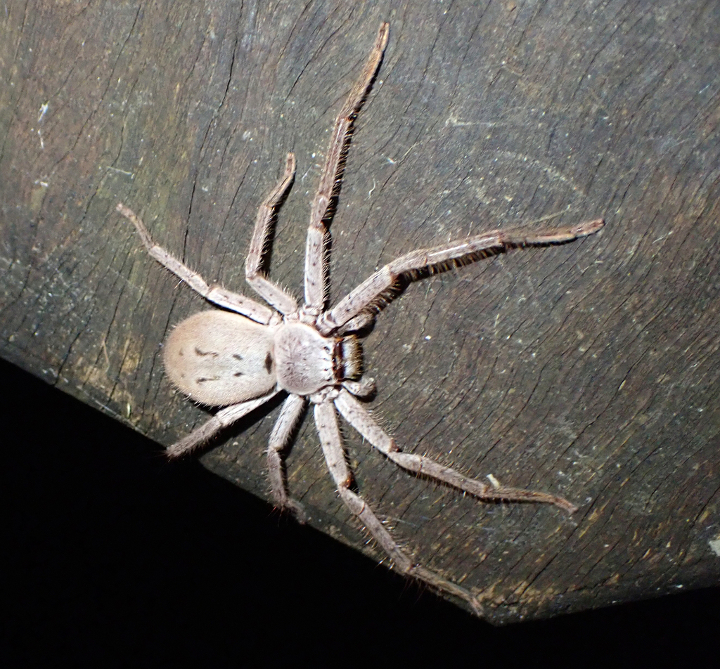 Queensland Grey Huntsman from Witches Falls Section of Tamborine ...