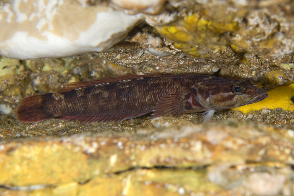 Flathead Congolli (Halaphritis platycephala) - Marine Life Identification