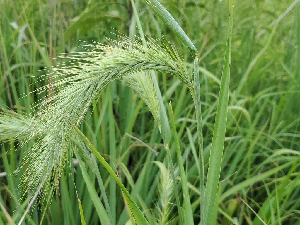 Canada wild rye from Strong, KS, USA on July 30, 2022 at 04:17 PM by ...