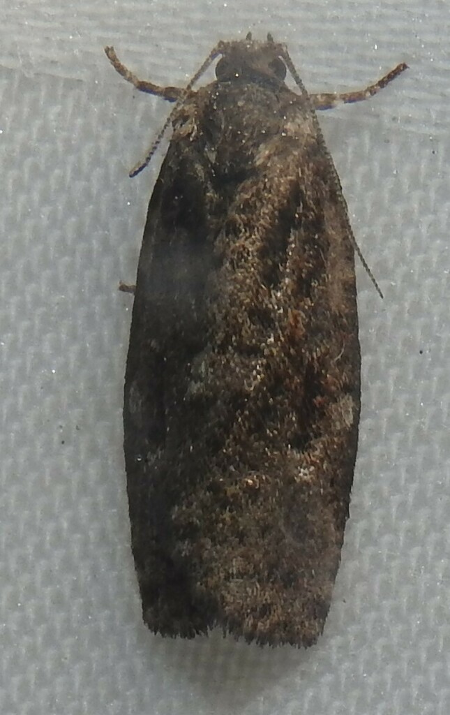 Spruce Budworm Moth from Sandbanks, Division No. 3, Newfoundland and ...