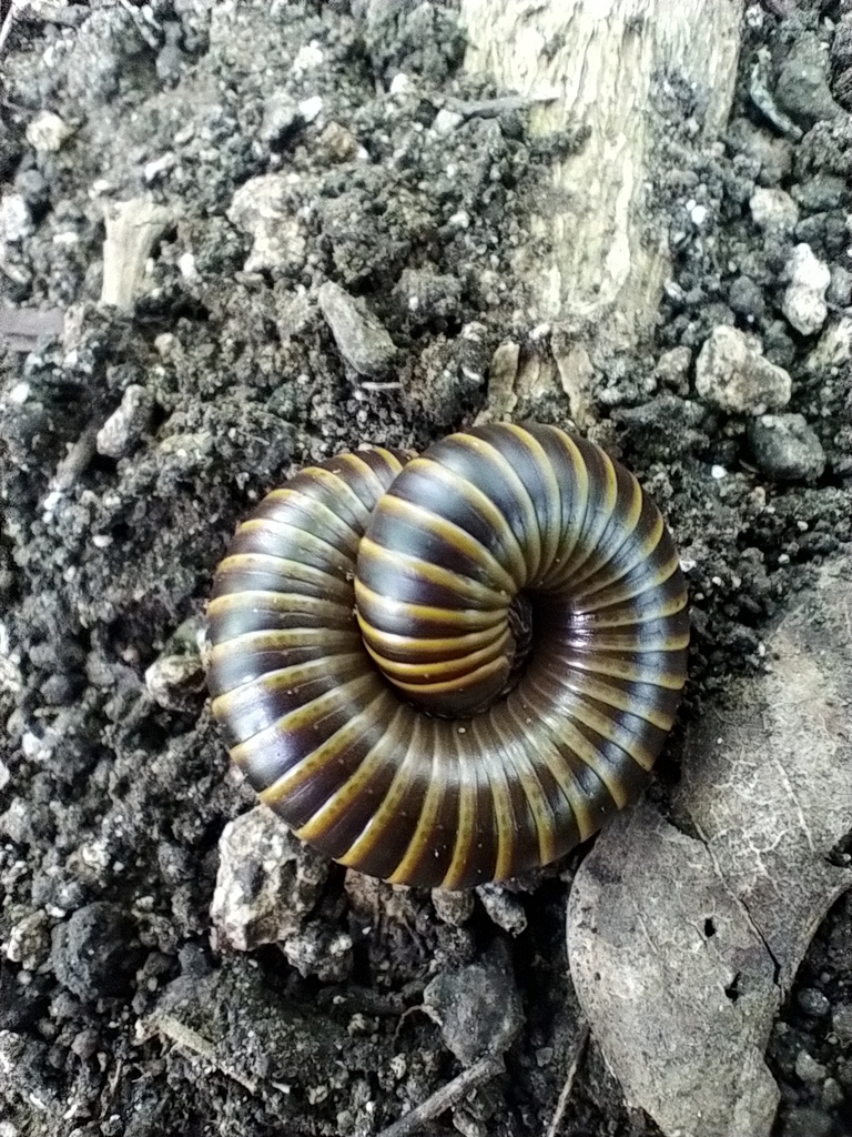 Round-backed Millipedes from Cayo District, Belize on July 31, 2022 at ...
