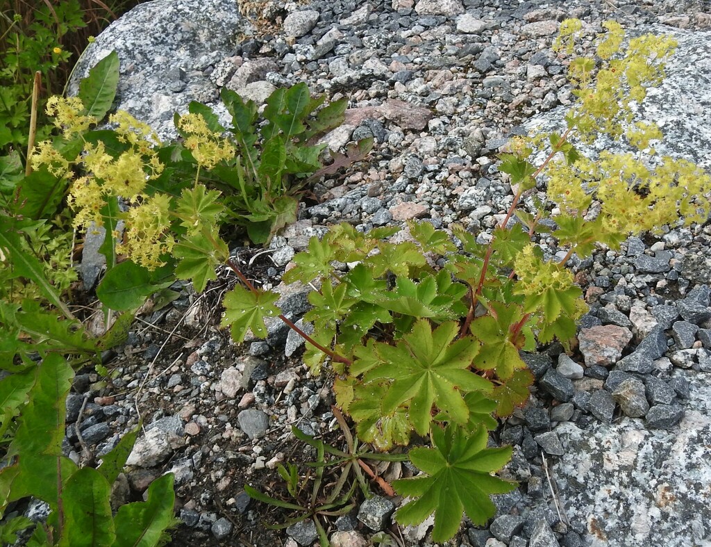 Crisp Lady's-mantle from Division No. 3, Newfoundland and Labrador ...