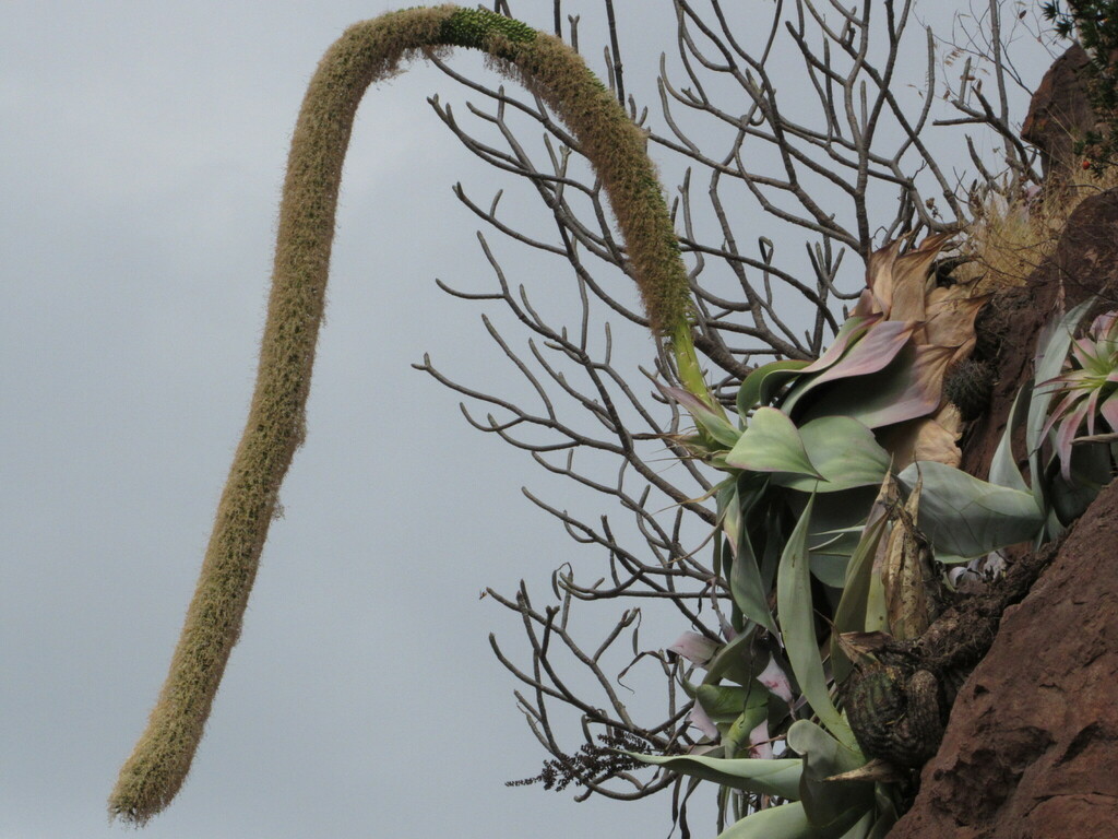 Agave infiernilloensis from La Huacana, Mich., México on January 26 ...