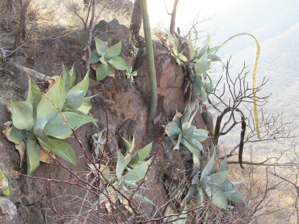 (Agave infiernilloensis) - Botanical Realm