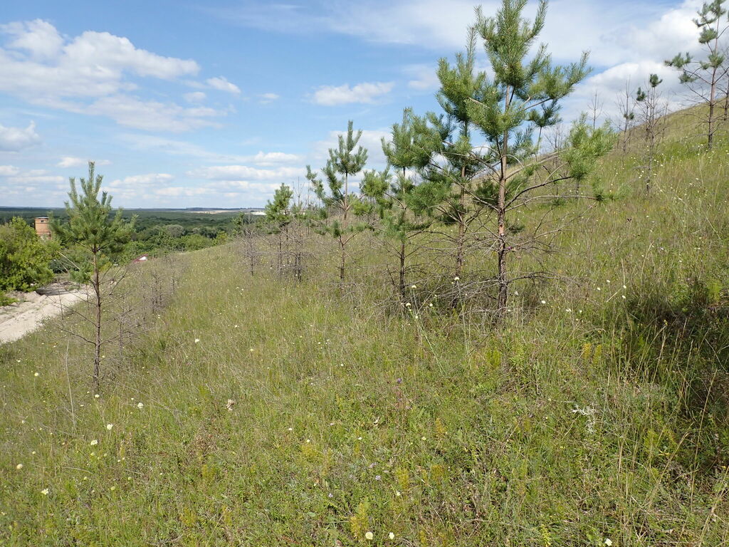 Scots pine from Volokonovskiy rayon, Belgorod, Russia on July 30, 2022 ...