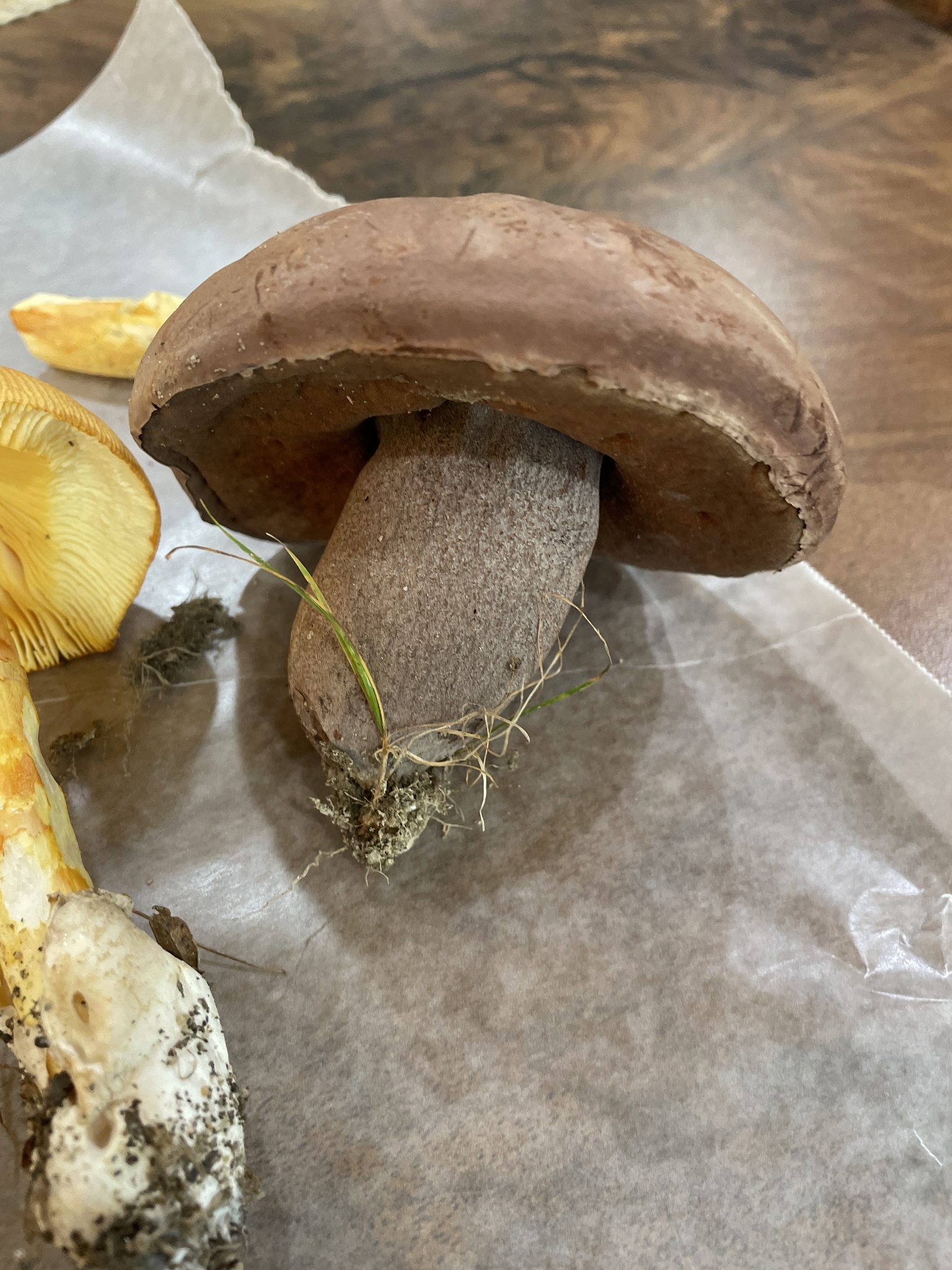 Sutorius eximius (Peck) Halling, Nuhn & Osmundson