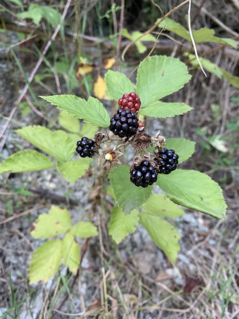(Rubus canescens) - Botanical Realm