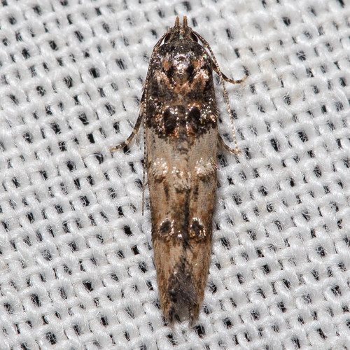 Sweet Clover Root Borer (Moths of Quail Hollow) · iNaturalist
