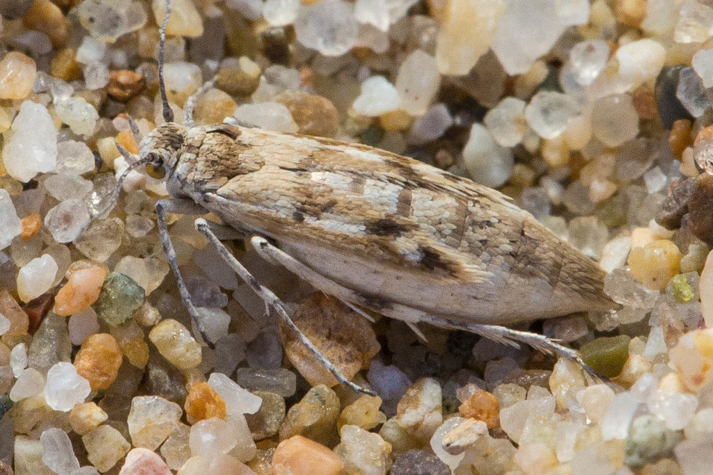 Oso Flaco Flightless Moth in July 2015 by Ken-ichi Ueda. The morning's ...