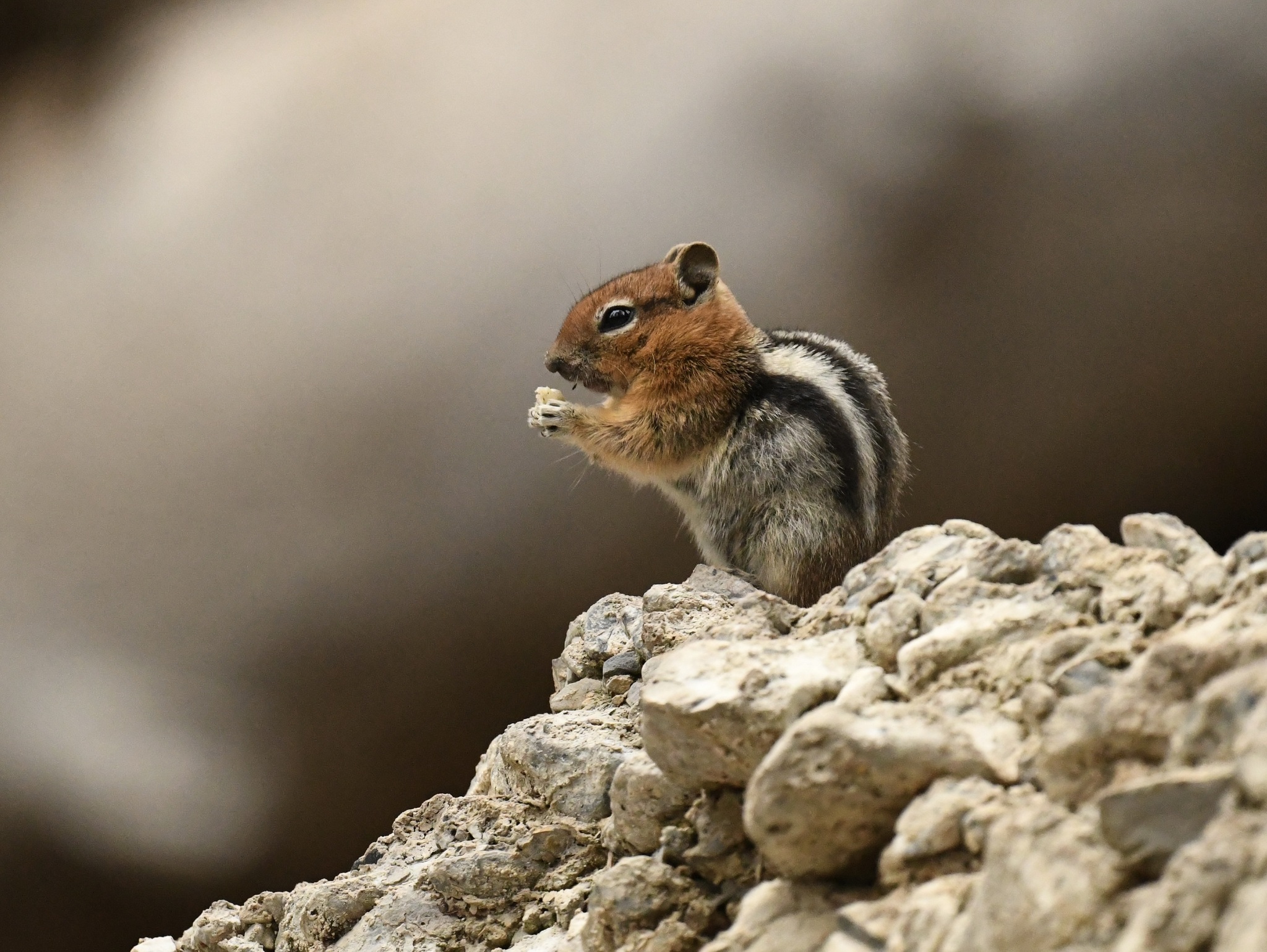 Golden Mantled Ground Squirrel Vs Chipmunk