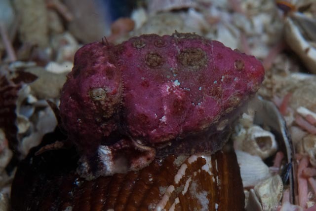 beautiful cuttlefish from partridge big rock Cape Peninsula, Cape Town ...