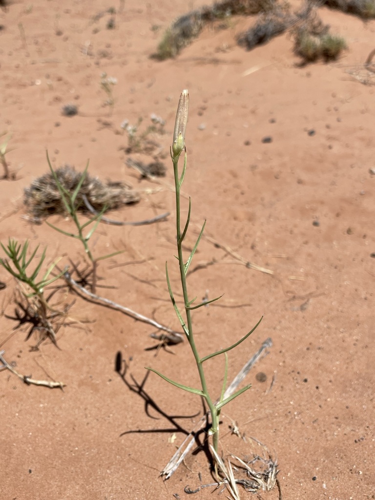 skeleton plant from Grand, Utah, United States on June 20, 2022 at 02: ...