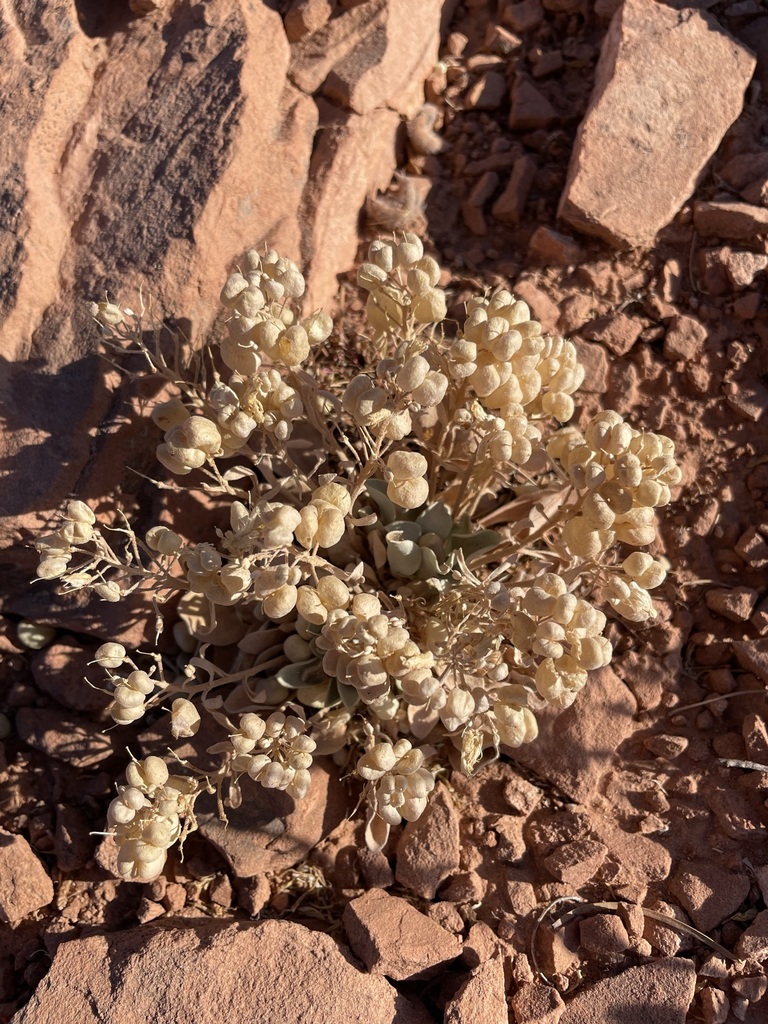 Double Bladderpod from San Juan County, UT, USA on June 20, 2022 at 07: ...