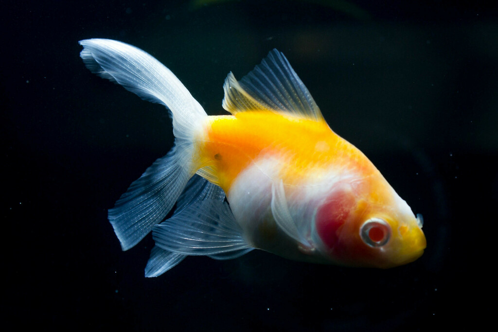 Goldfish (Invasive Fishes of the Lower Mainland, BC) · iNaturalist