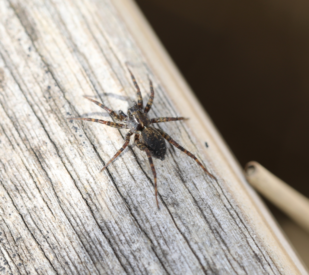 Wolf Spiders from Oudalle, France on April 13, 2022 at 07:12 PM by ...