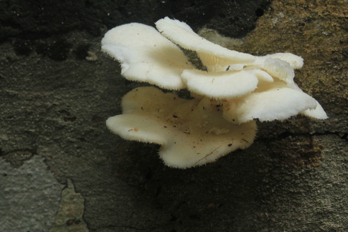 Favolus rugulosus · iNaturalist