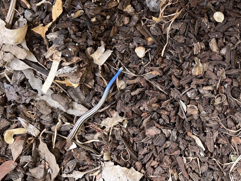 Toothy Skinks from Alta Mesa Rd, Wilton, CA, US on July 31, 2022 at 09: ...