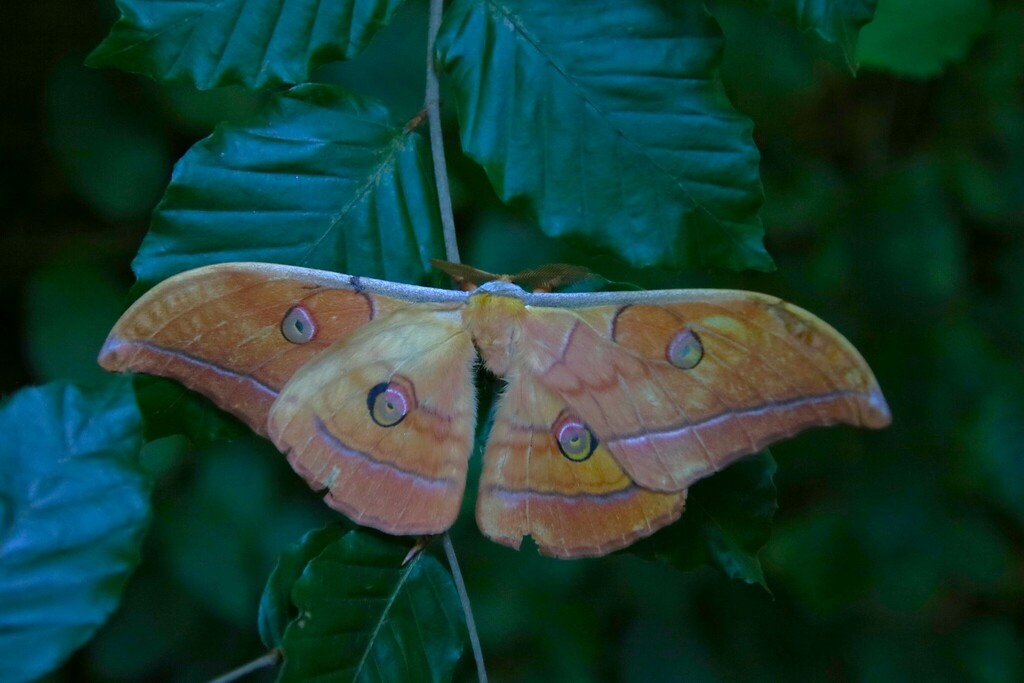 Japanese Silk Moth from Passau, Deutschland on July 31, 2022 at 09:22 ...