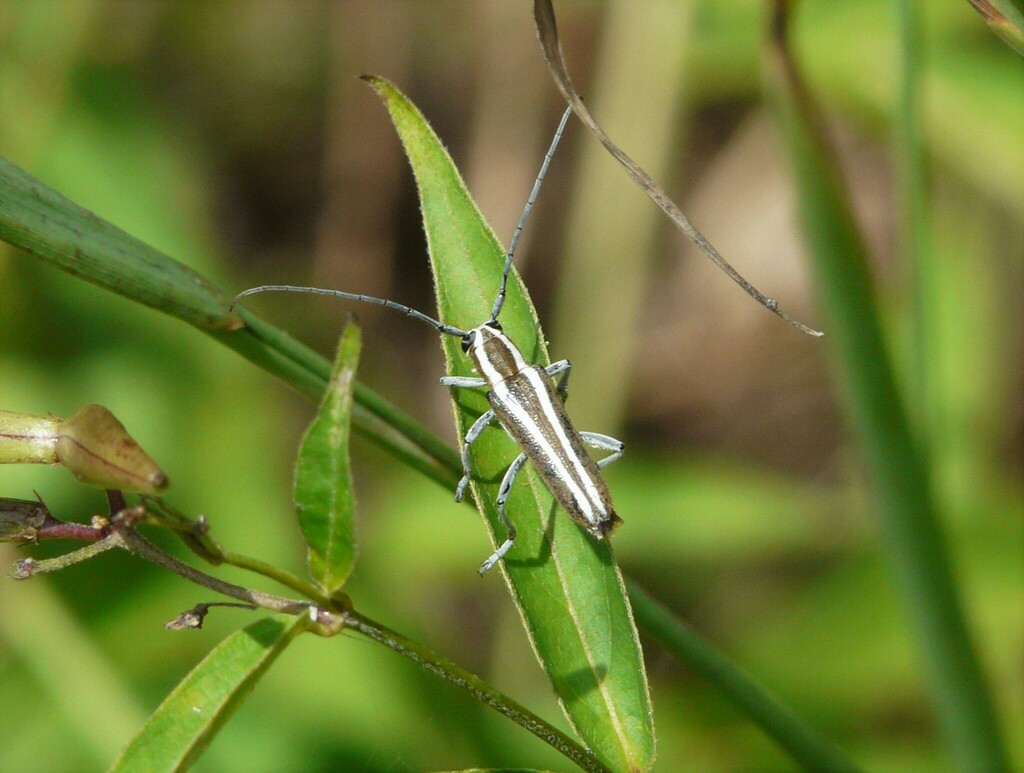 Round-headed Apple Tree Borer from Prince Edward Point NWR, Prince ...