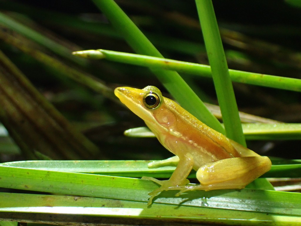 Taipei frog in July 2022 by Tse Chung Yi · iNaturalist