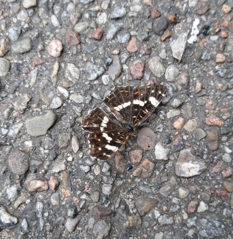 Map from Marli - Brandenbaum, Lübeck, Deutschland on July 31, 2022 at ...