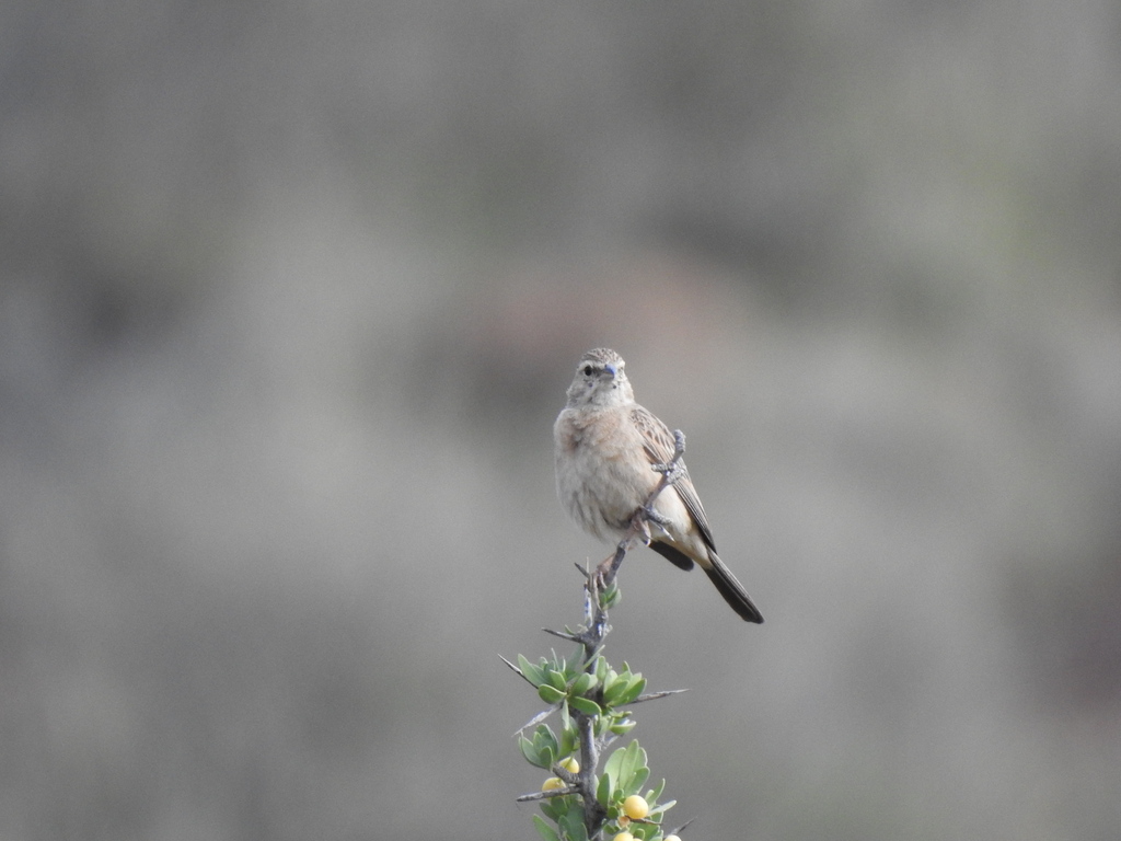 Lark-like Bunting from Central Karoo DC, South Africa on February 15 ...
