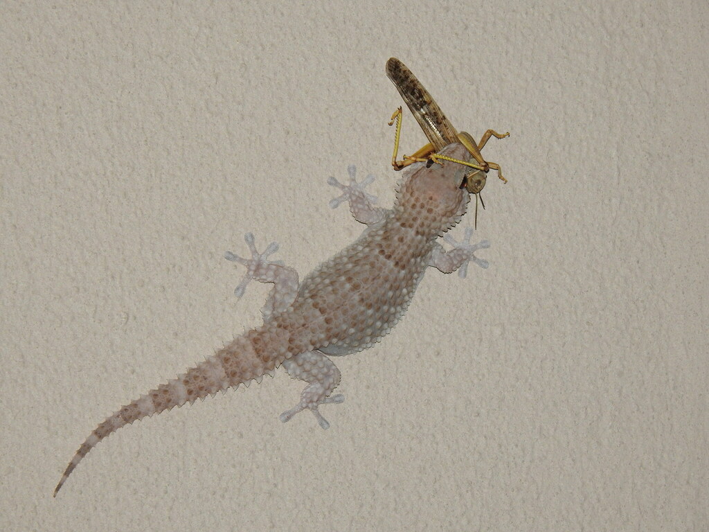 Bibron's Thick-toed Gecko from Central Karoo DC, South Africa on ...