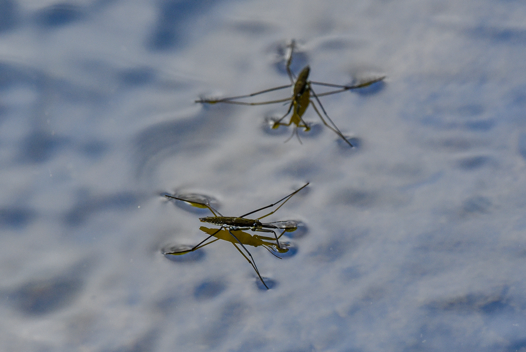 Water Striders from York District, Guelph, ON, Canada on July 30, 2022 ...