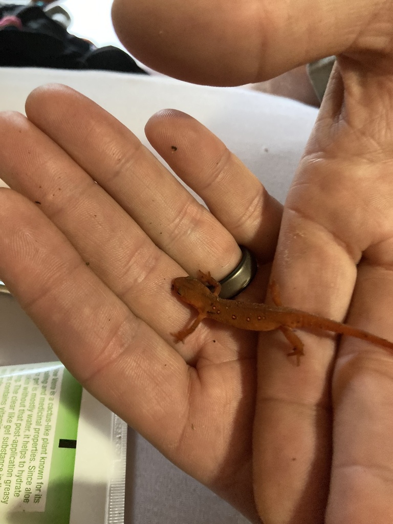 Red-spotted Newt from Lomerson Ln, Glen Gardner, NJ, US on July 5, 2022 ...