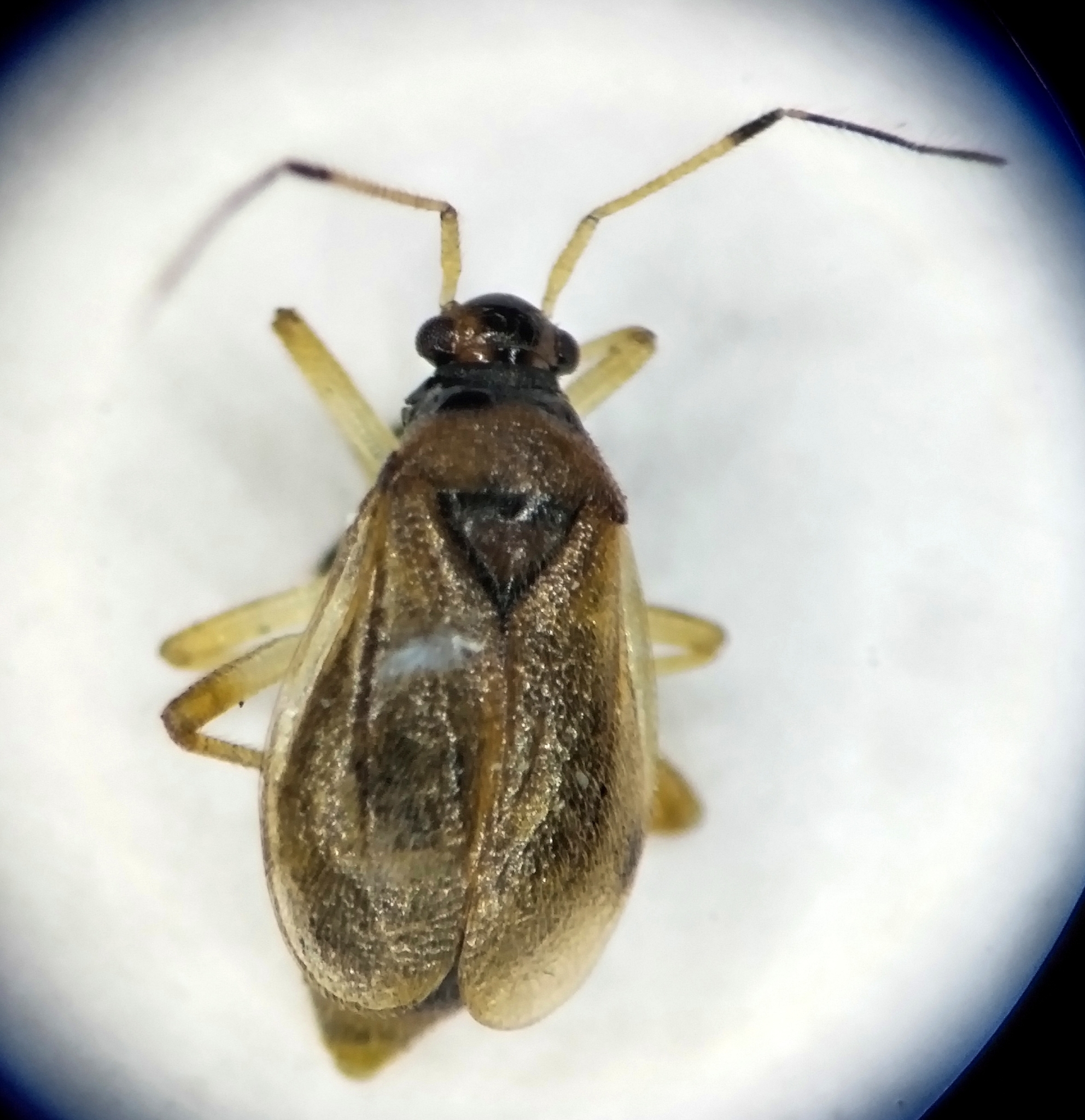 Bryocoris pteridis (Fallen, 1807)