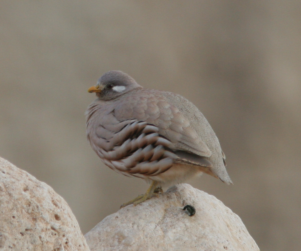 Sand Partridge (Animals of Africa) · BioDiversity4All