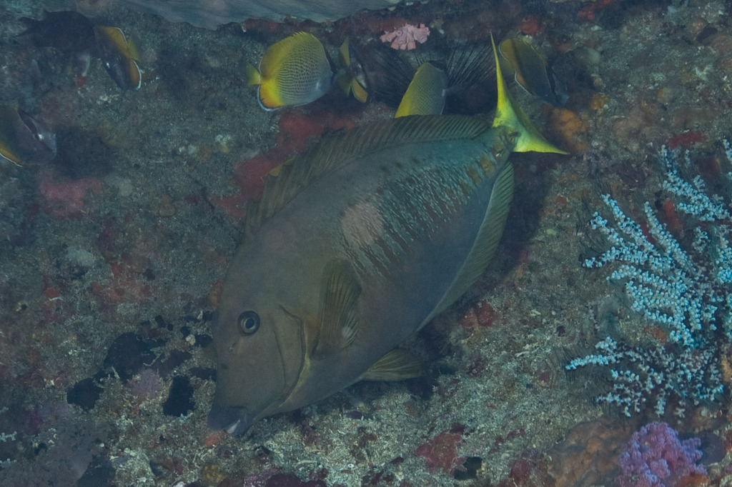 Indonesian Sawtail (Prionurus chrysurus) - Marine Life Identification