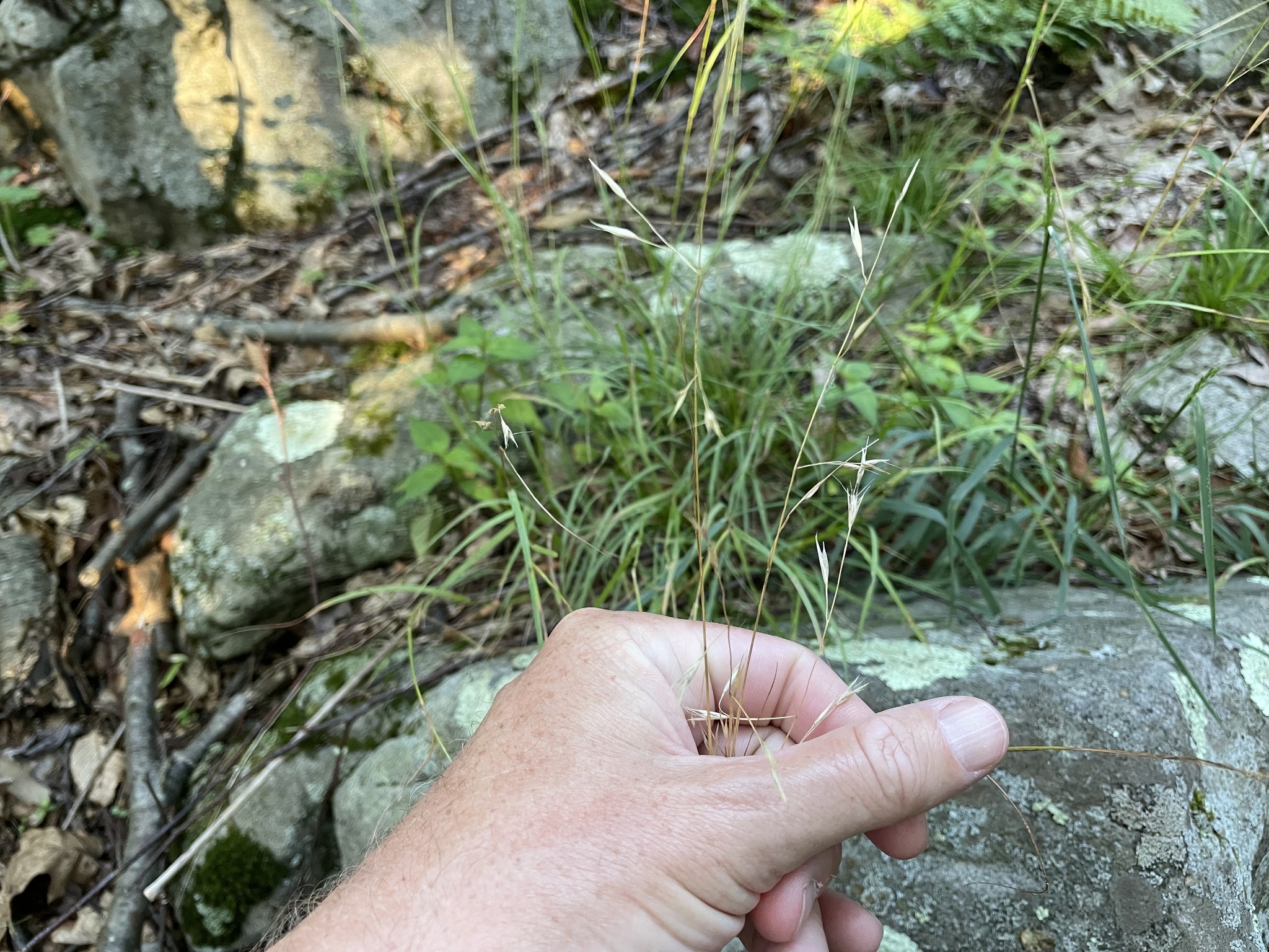 Danthonia compressa Austin