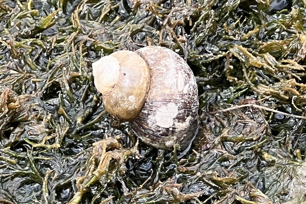 Lister's River-snail from 783 35 Horka nad Moravou, Česko on July 29 ...