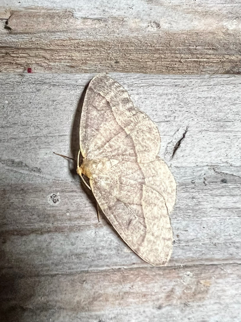 Curved-lined Looper Moth from Owings Mills on July 31, 2022 at 03:01 PM ...