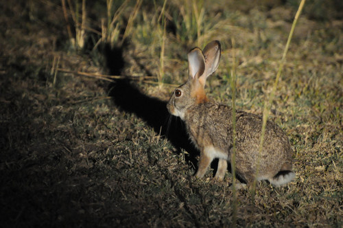 African Savanna Hare (Mammals of Kenya) · iNaturalist