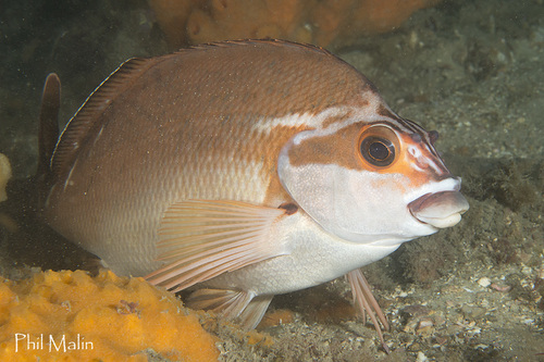 Red Morwong (Cheilodactylus fuscus) · iNaturalist