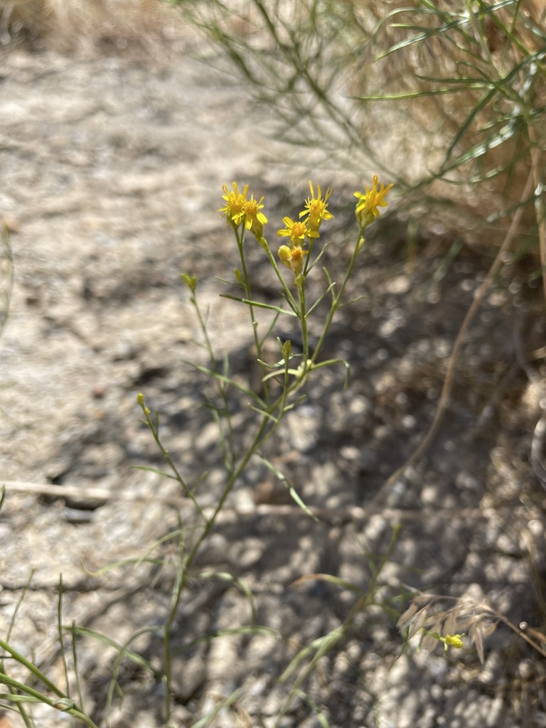 matchweeds and snakeweeds from Grand, Utah, United States on June 21 ...