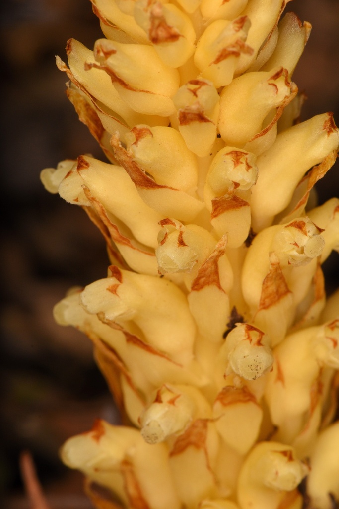 alpine cancer-root in April 2022 by Aidan Campos. Conopholis alpina var ...