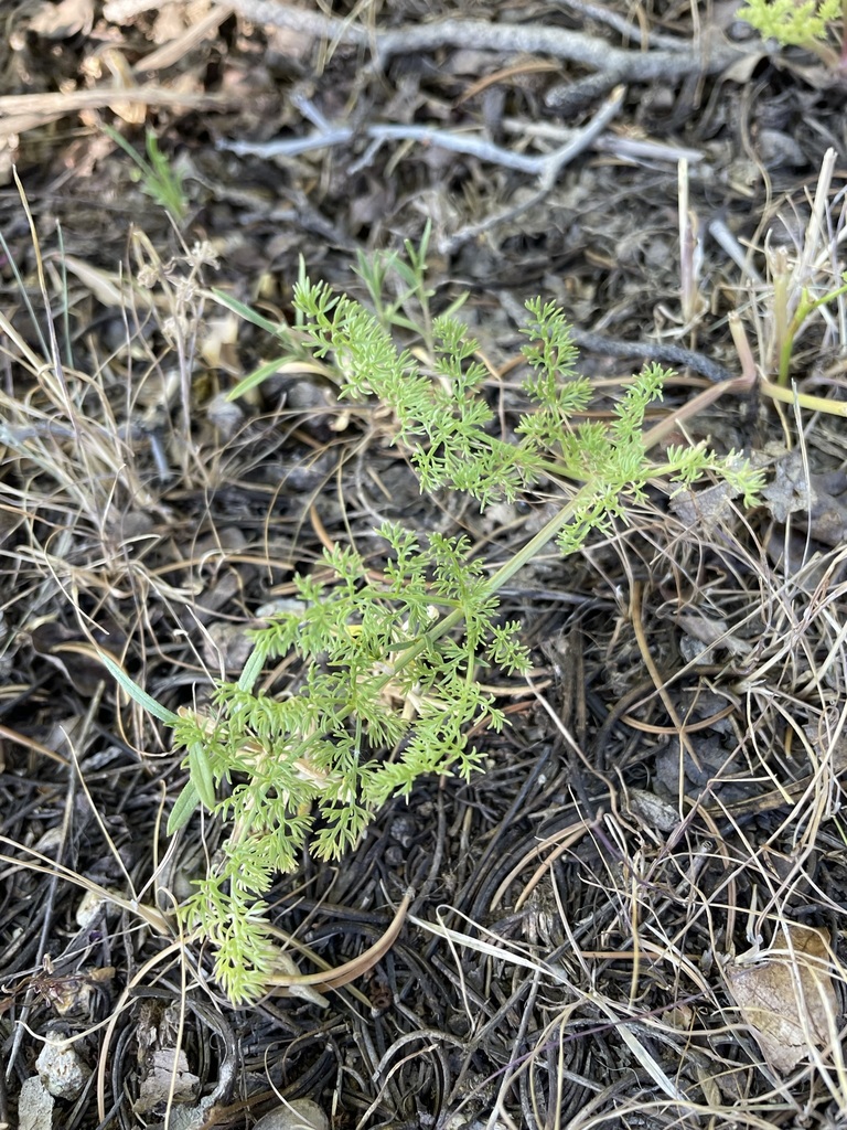 gray's lomatium from Grand County, UT, USA on June 21, 2022 at 07:00 PM ...
