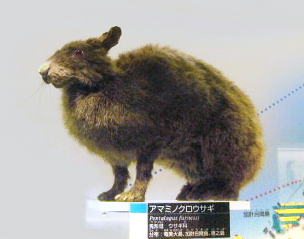 Amami Rabbit (Pentalagus furnessi) - Know Your Mammals